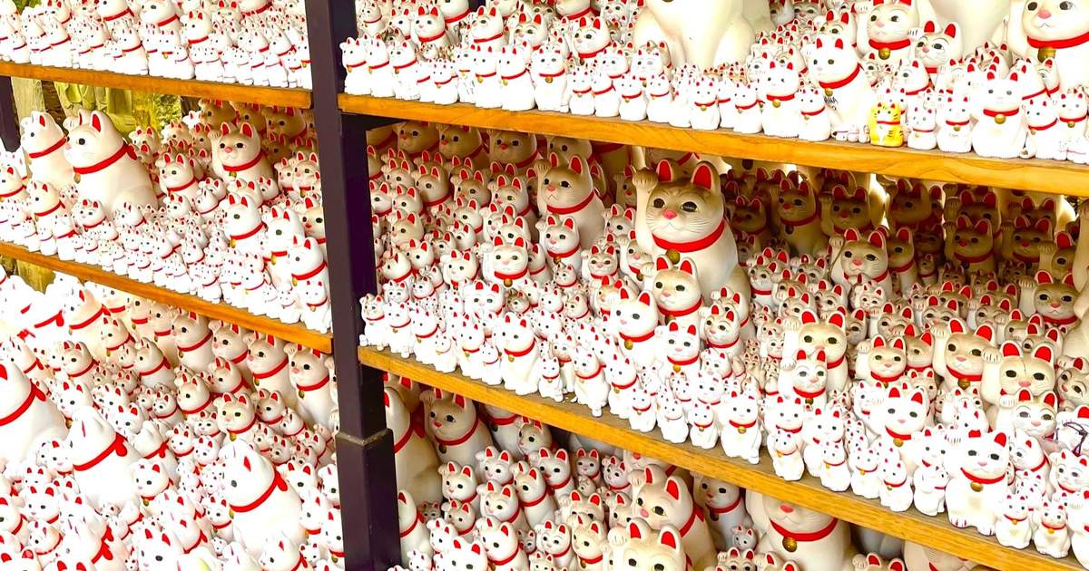 Templo ng Pusa ng Gotokuji, Shinjuku Cat cafe at 3D Cat tour (Tokyo)