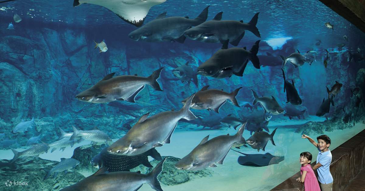 Mama Panda Kitchen Lunch Set Meal in Singapore - Klook Singapore Singapore