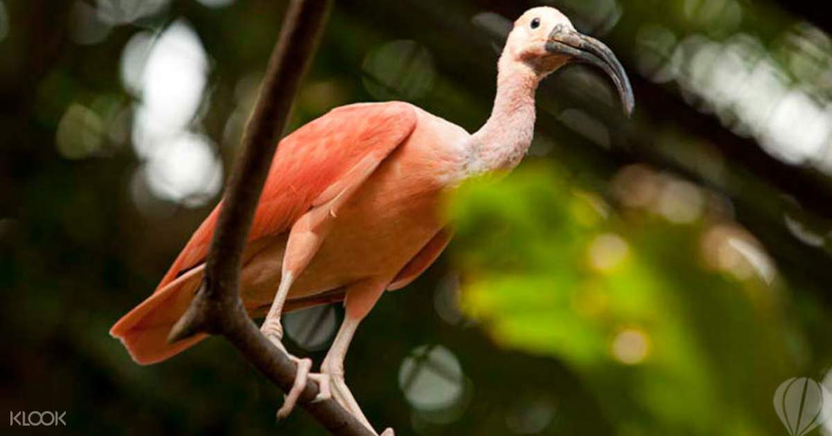 Bali Bird Park - Klook