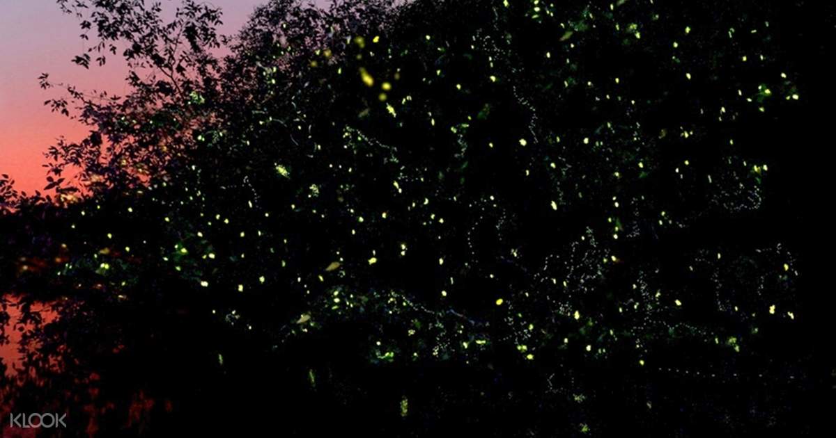 Coron Glittering Fireflies and Bioluminescence Night Tour - Klook Australia