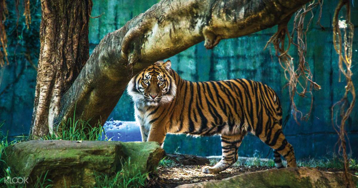 Taronga Zoo Entry Ticket - KLOOK