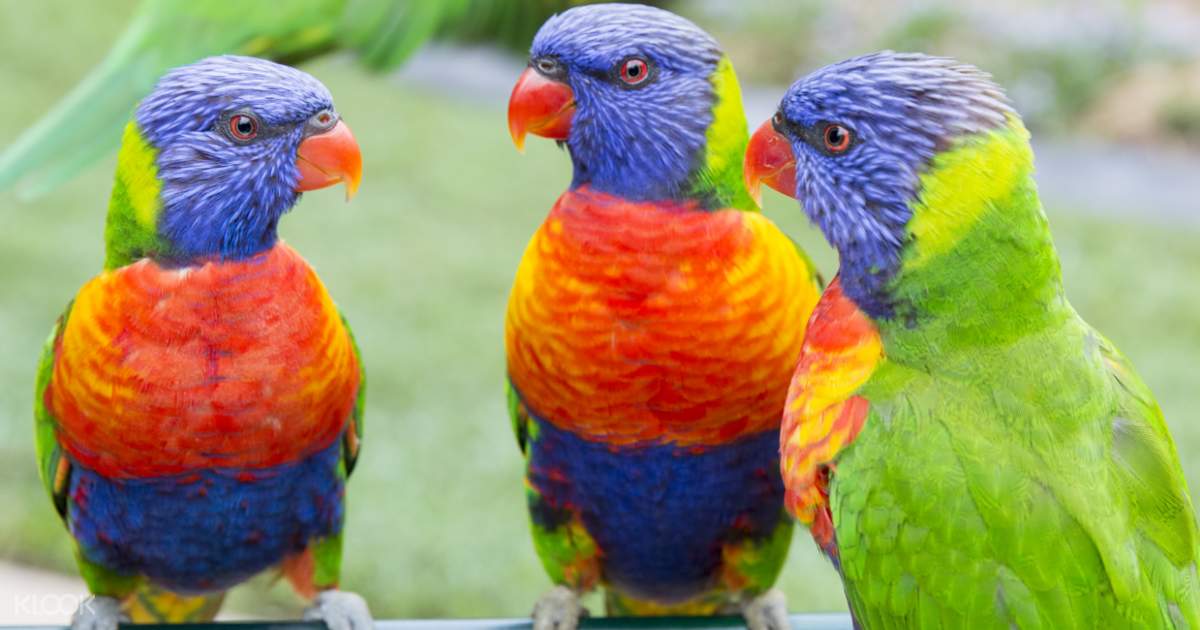 Currumbin Wildlife Sanctuary - Klook