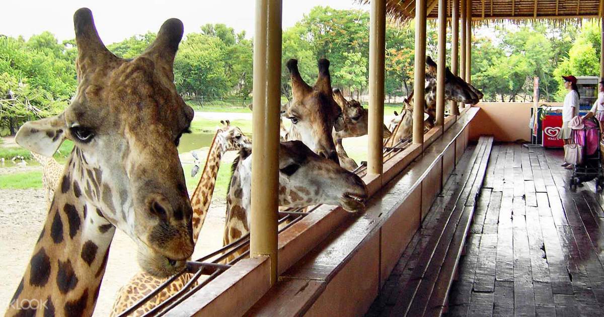 Buy Bangkok Safari World Tickets Online and Meet Exotic Animals