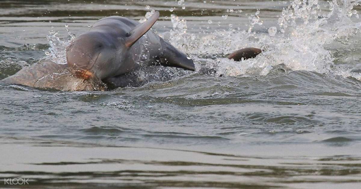 Sarawak Dolphin Mangrove Cruise - Klook Malaysia