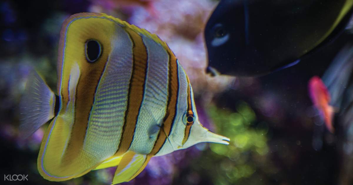 Sydney Sea Life Aquarium Discount Entry (Bar Code Direct Entry)