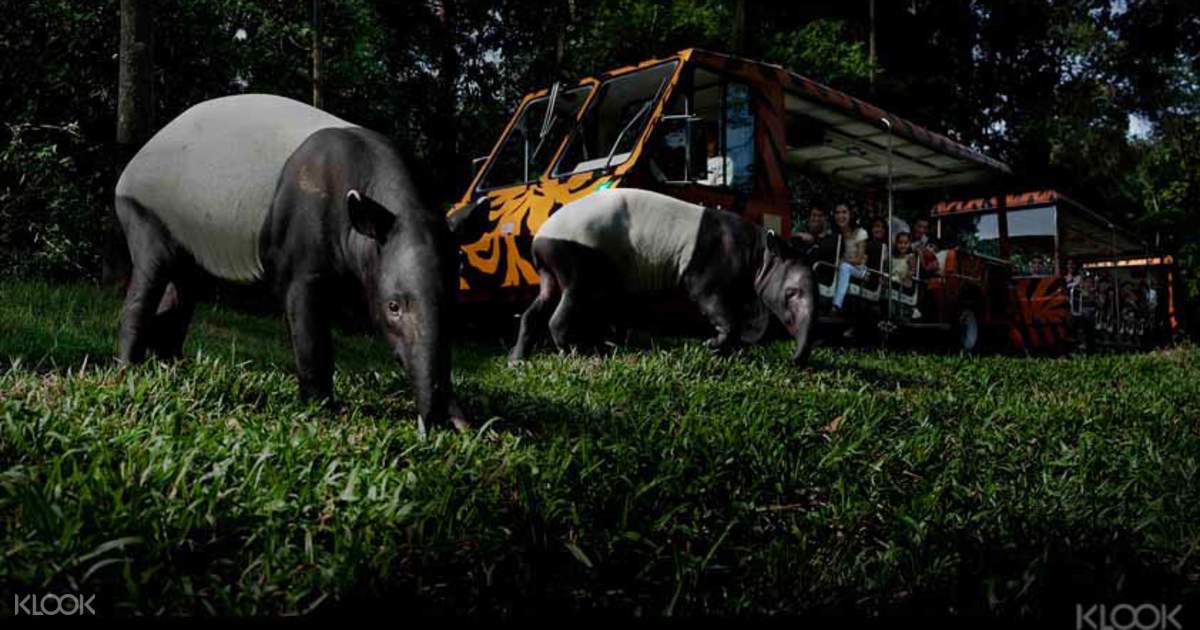 Singapore Night Safari Tickets - a multi-sensory wildlife adventure - Klook