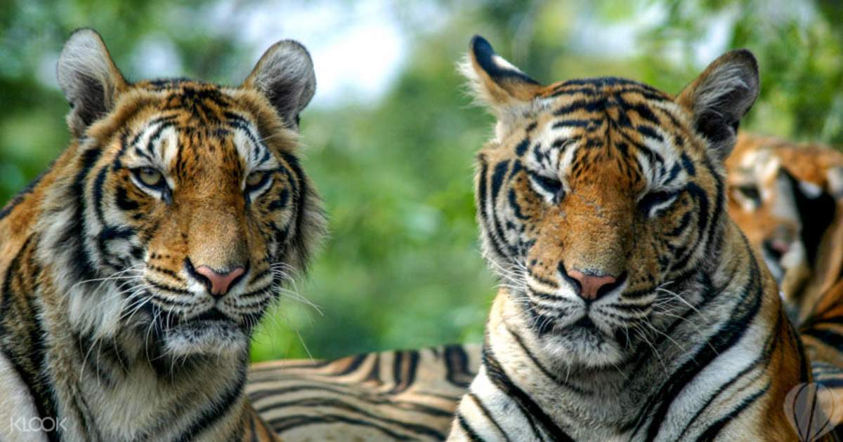 Safari World Tickets - Meet Exotic Animals in Bangkok! - Klook