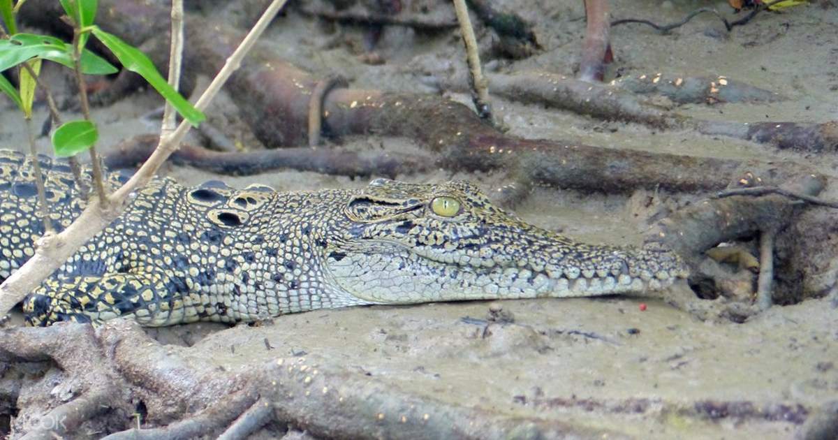 Sarawak Dolphin Mangrove Cruise - Klook Malaysia