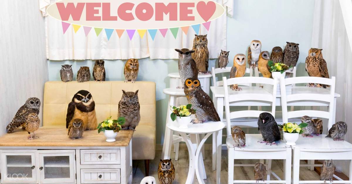 Owl Cafe Experience in Akihabara - Klook Canada