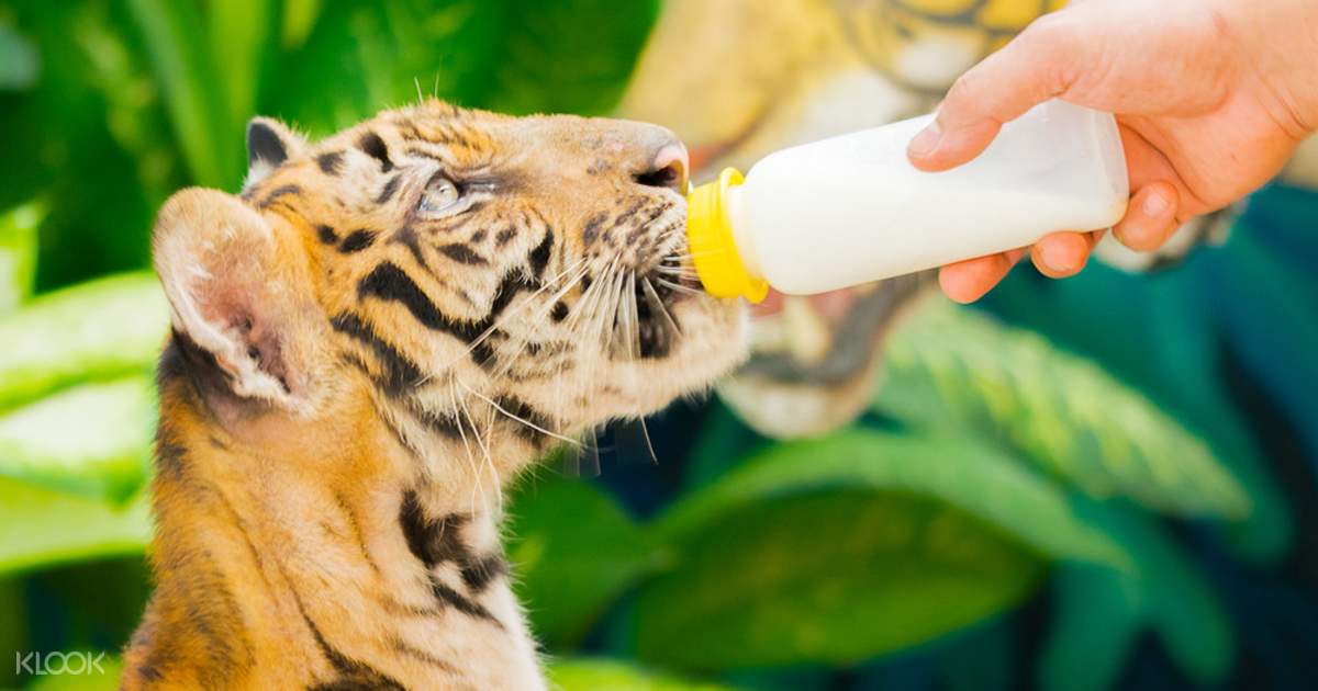 Sriracha Tiger Zoo Entry Ticket in Pattaya, Thailand