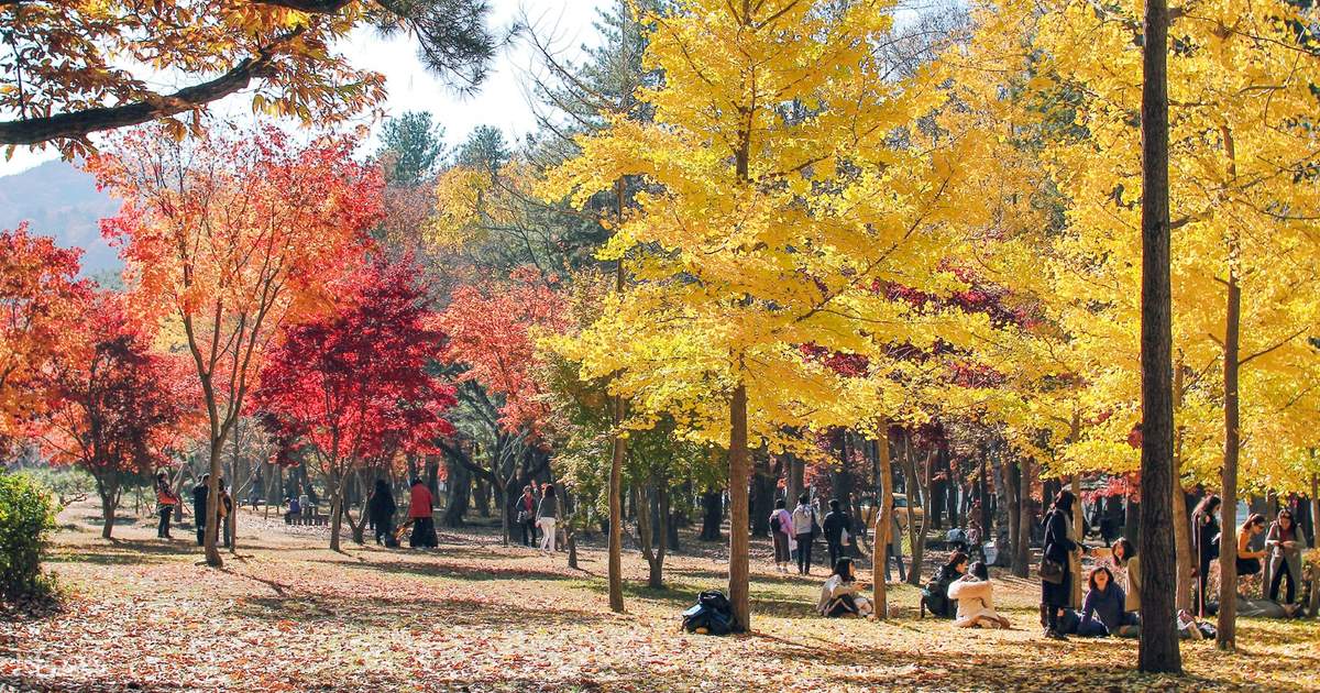 Klook Tailored Bus to Nami Island, Petite France & Garden of Morning ...