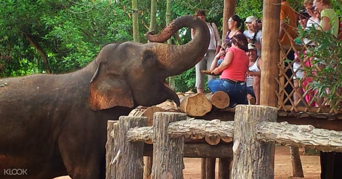 Pinnawala Elephant Orphanage Day Tour from Kandy