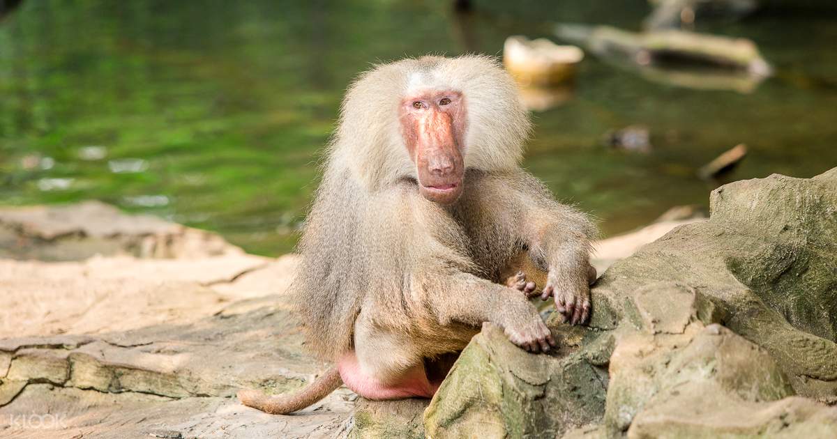 Chimelong Safari Park Guangzhou - Klook