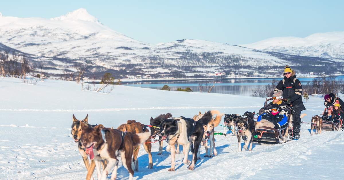 Book Husky Dog Sledding Tour - Tromso, Norway