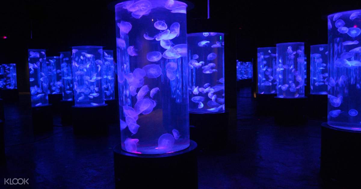 Up to 85% Off | Manila Ocean Park Attractions Pass - Klook Philippines