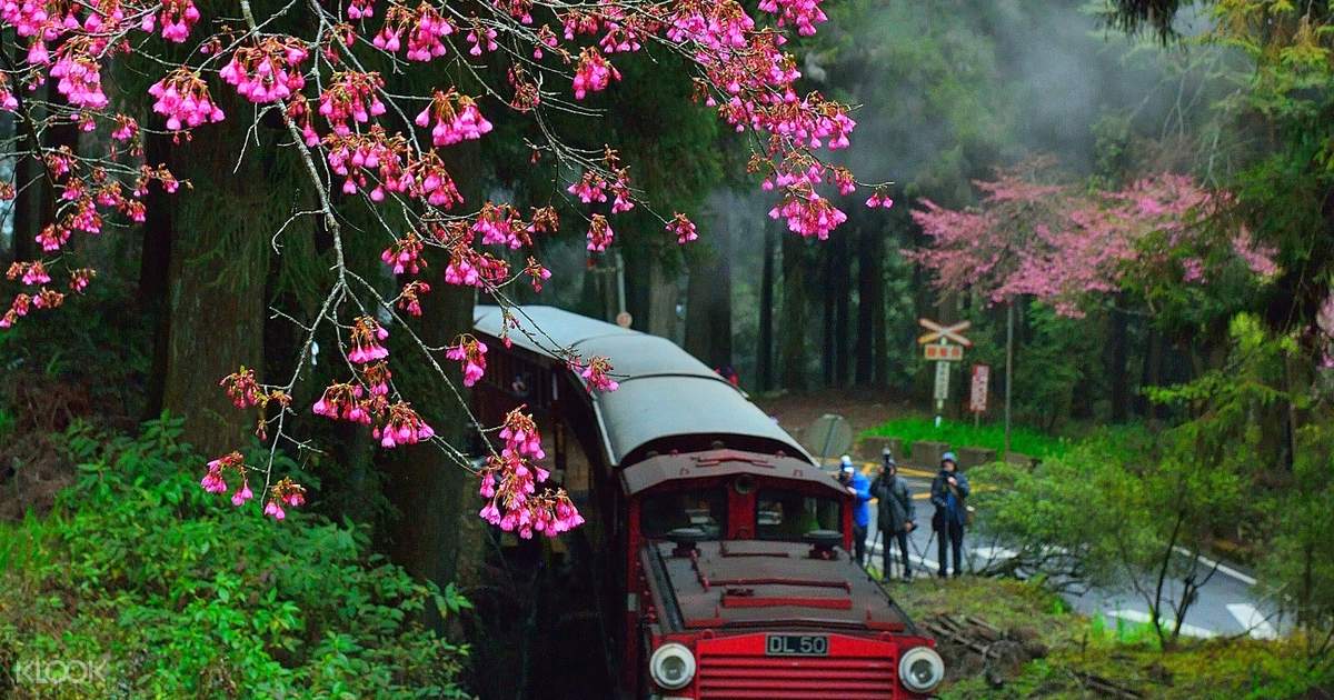 Discover Alishan Mountain - Klook