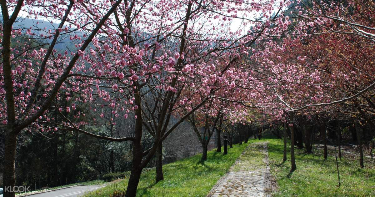 Wuling Farm Day Tour from Taipei, Taiwan