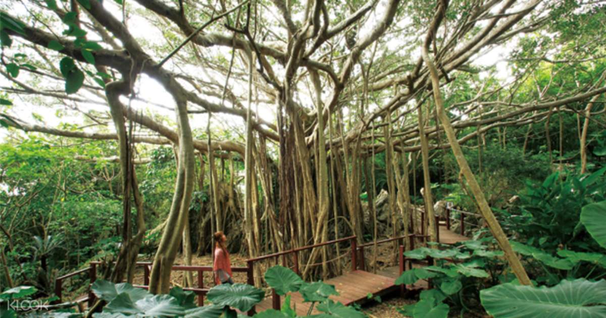 Yambaru National Park Daisekirinzan Ticket in Okinawa - Klook US