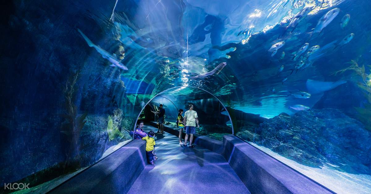 SEA LIFE Bangkok Ocean World Tickets (Siam Ocean World) - Klook