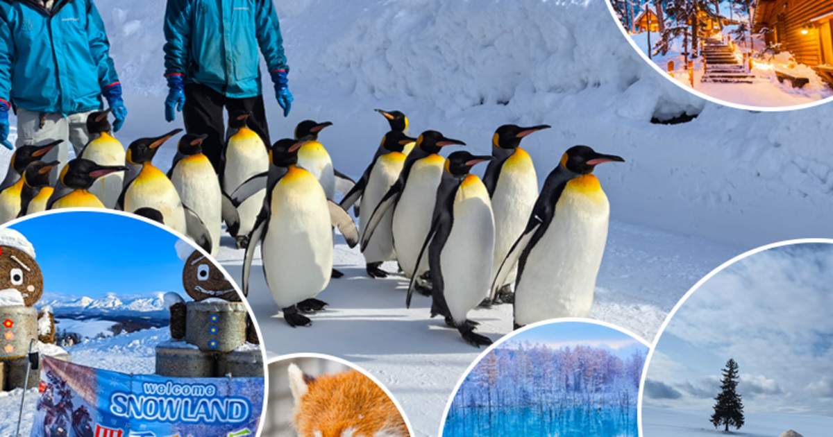 One-day tour to Asahiyama Zoo, Shikisai-no-Oka, Internet celebrity tree ...