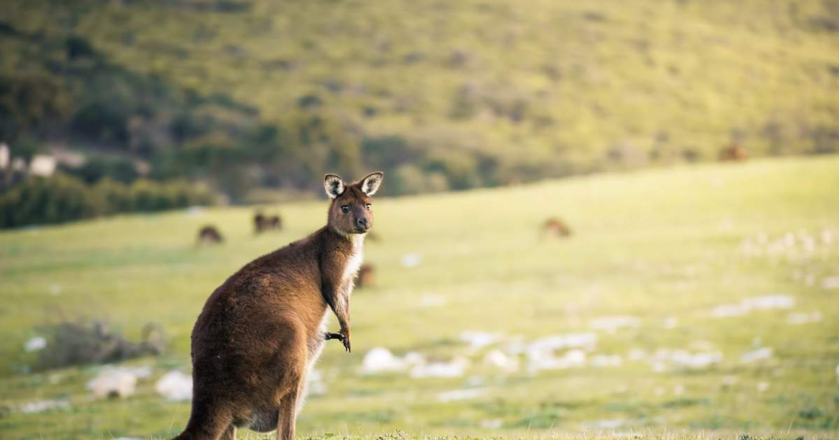 3D2N Kangaroo Island Adventure Tour - Klook India