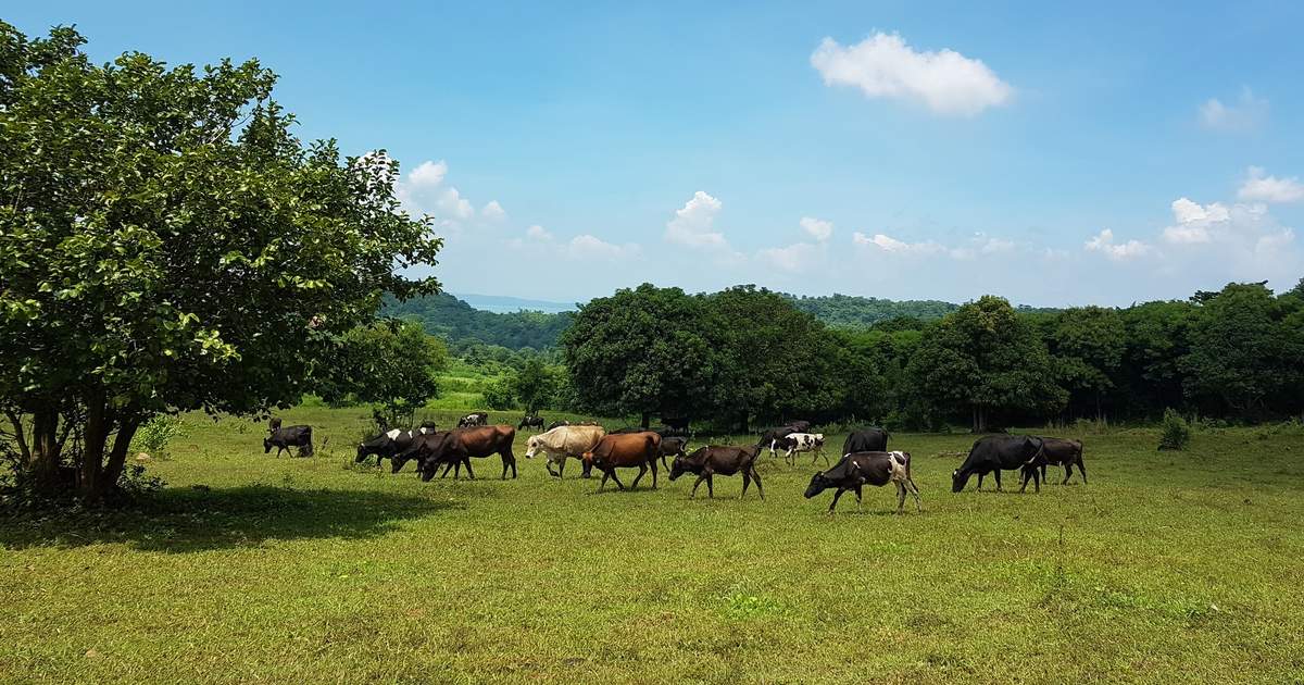 Moolk Farm Tour in Rizal - Klook Philippines