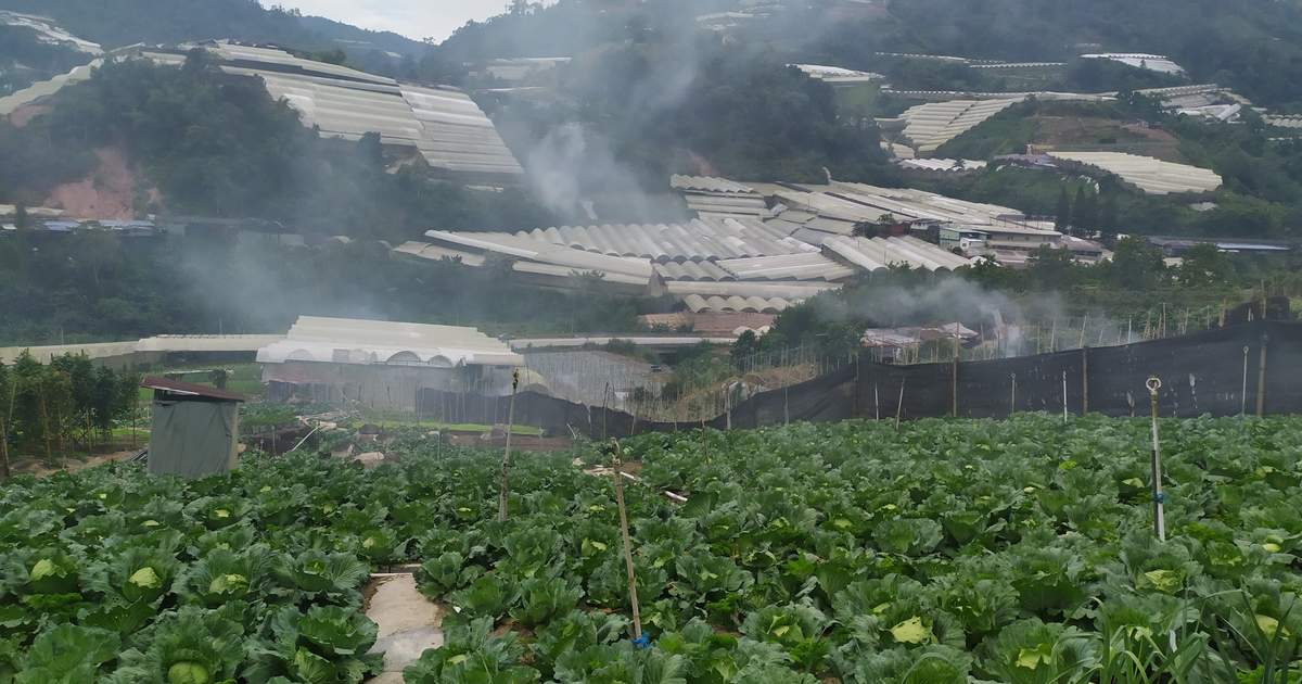 Jim's Vegetable Farm Ticket in Cameron Highlands - Klook United States
