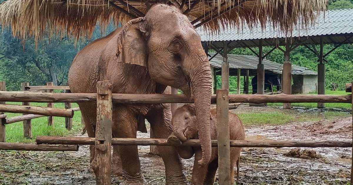 Elephant Jungle Journeys: Chiangmai's Best Budget Deals Await! - Klook