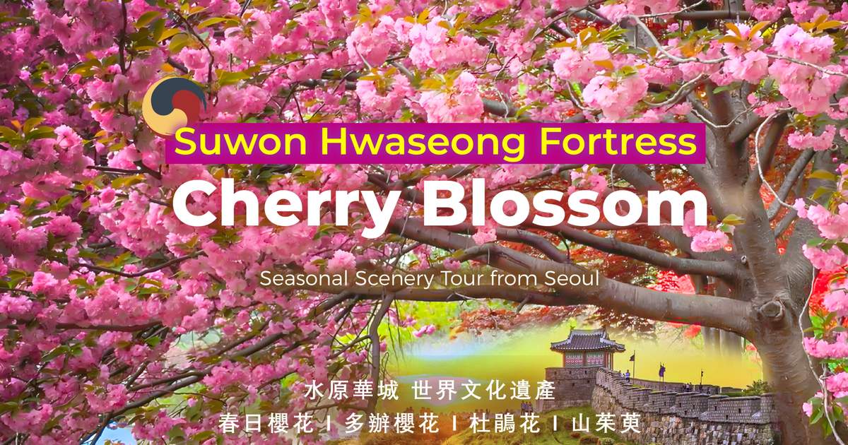Cherry Blossom Suwon Hwaseong Fortress Tour from Seoul - Klook
