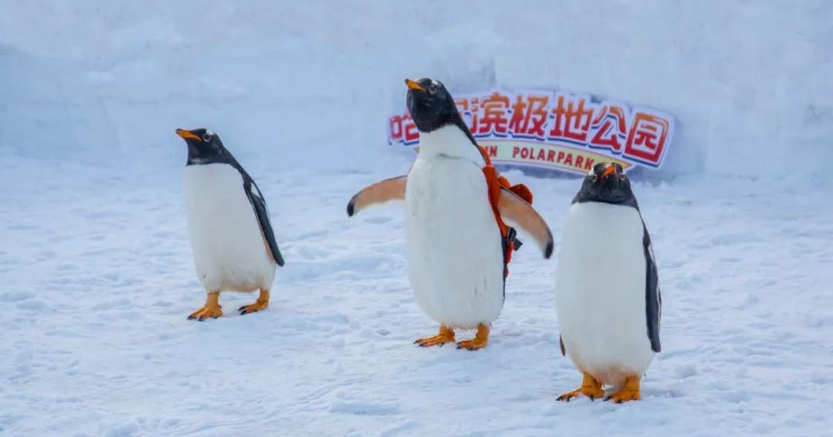 Harbin Polar Park Tickets - Klook