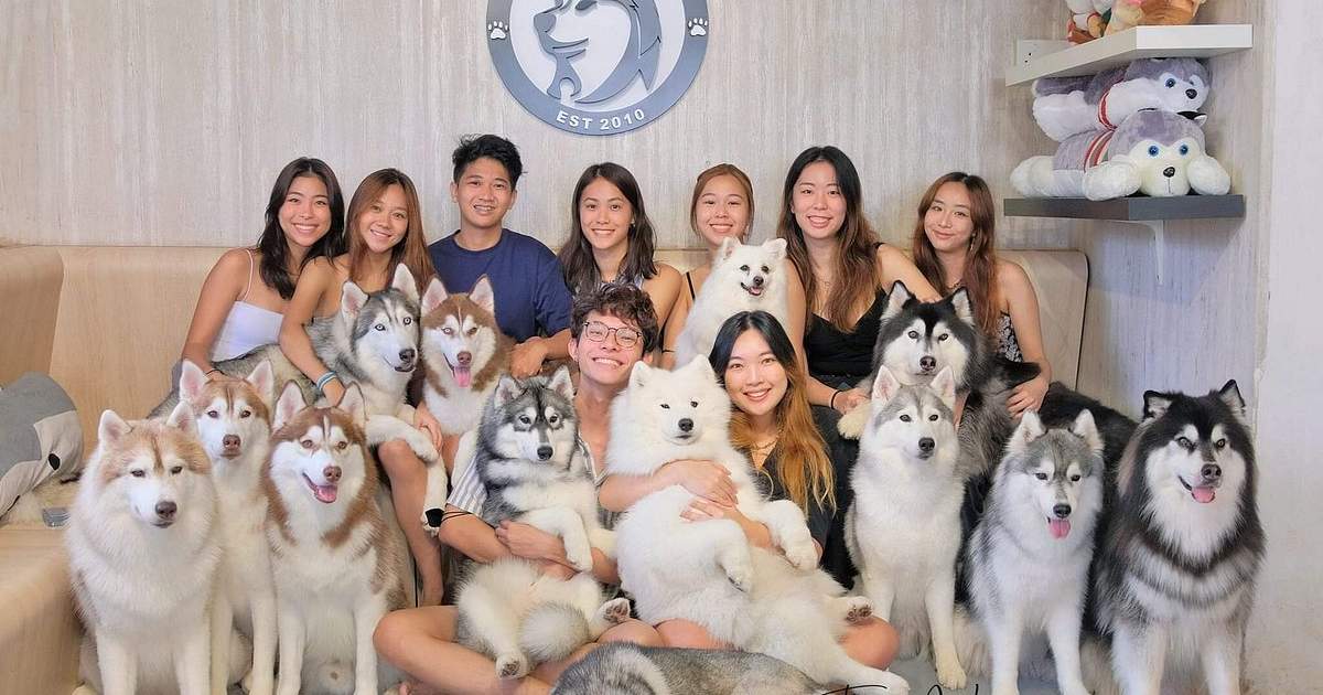 Siberian Husky Experience Centre in Melaka - Klook Philippines
