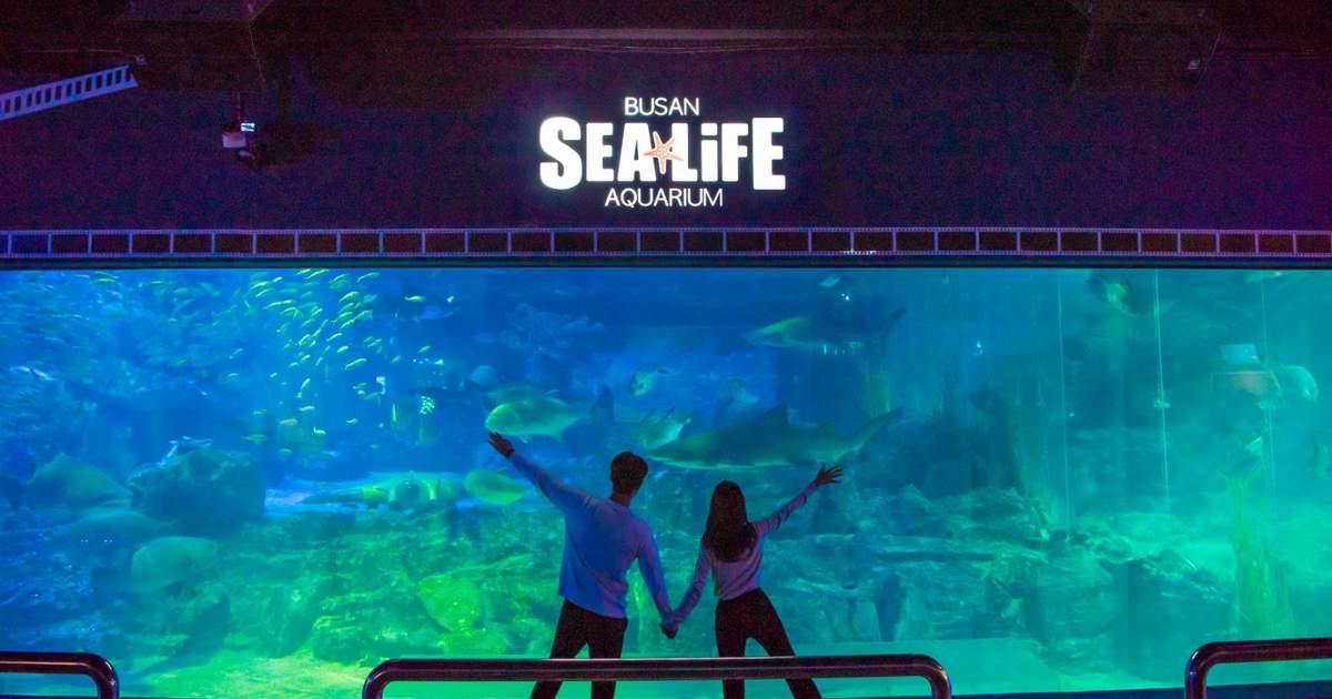 Busan SEA LIFE Aquarium / Brickman Admission Ticket - Klook Malaysia