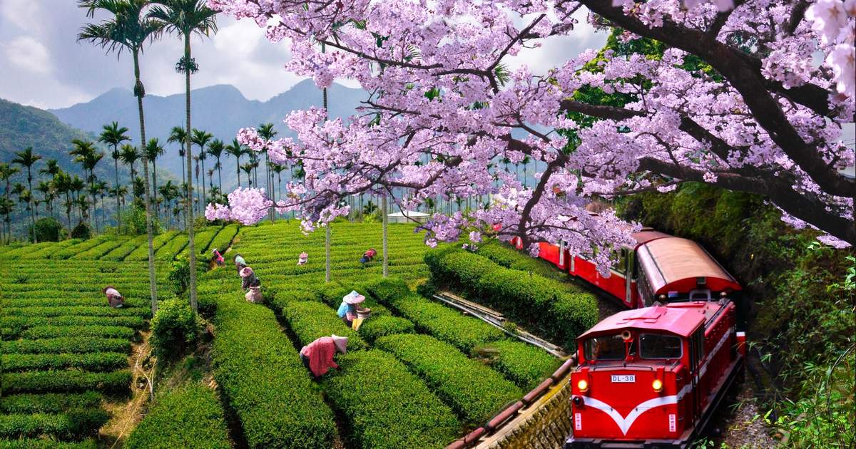 Discover Alishan Mountain - Klook Philippines