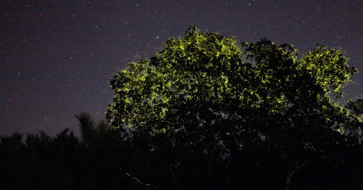 Firefly Watching with Green Thumb Farm Tour - Klook Philippines