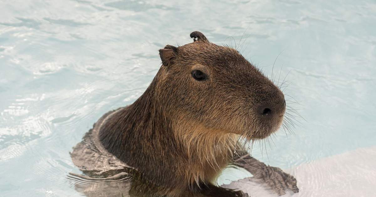 Pingtung Kenting Deer Island Capybara Ecological Park Ticket - Klook