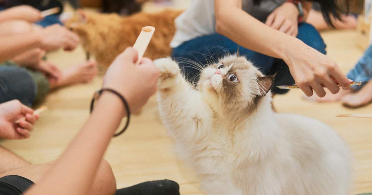 Art Jamming with Cats by Wildflower Studio - Klook United States