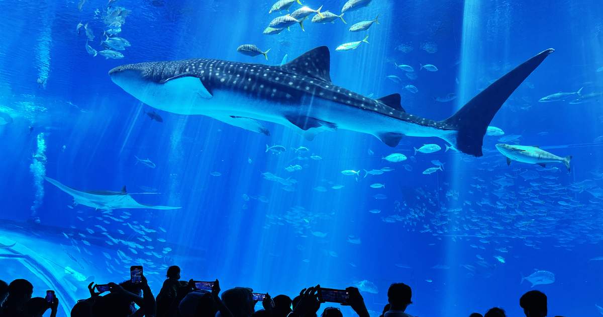 Okinawa Hip Hop Bus One Day Tour - Klook