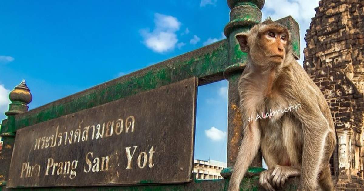 Gruppentour Lopburi ab Bangkok mit Monkey & Cave Temple & Ig Cafe in ...