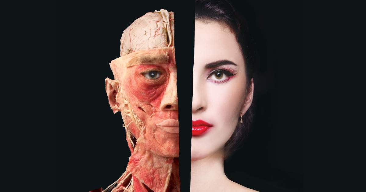 The Bodies Exhibition Ticket in Las Vegas - Klook