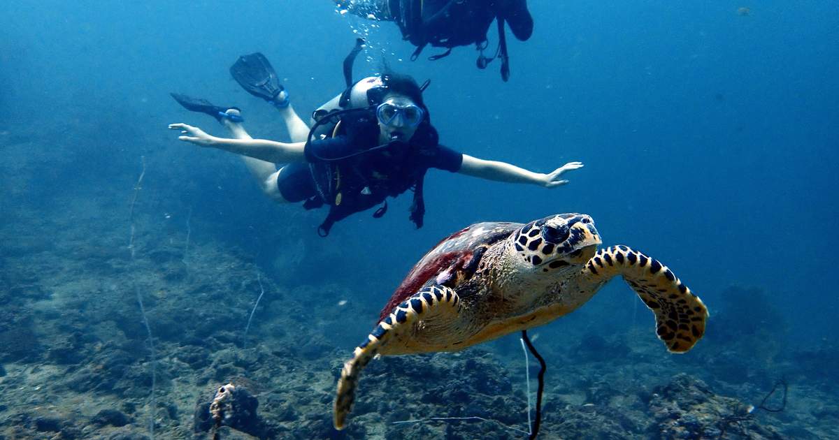 Experience the Underwater Marvels with PADI Discover Scuba Diving in ...