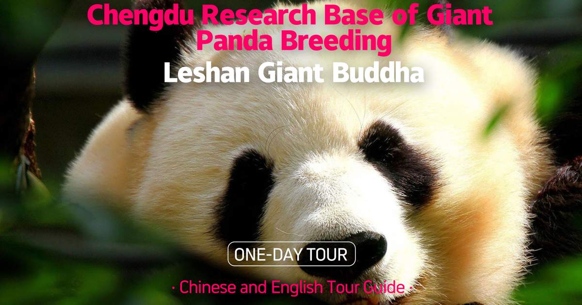 Chengdu Research Base of Giant Panda Breeding Leshan Giant Buddha One ...