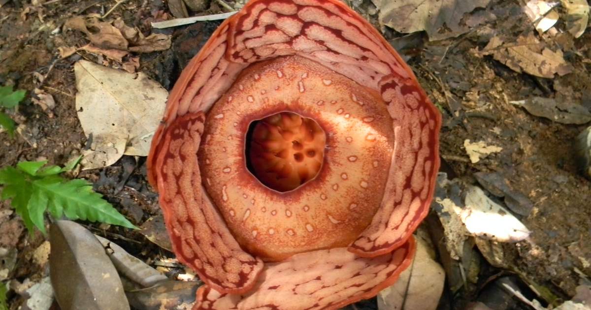 Rafflesia Trekking Experience in Ipoh - Klook Singapore