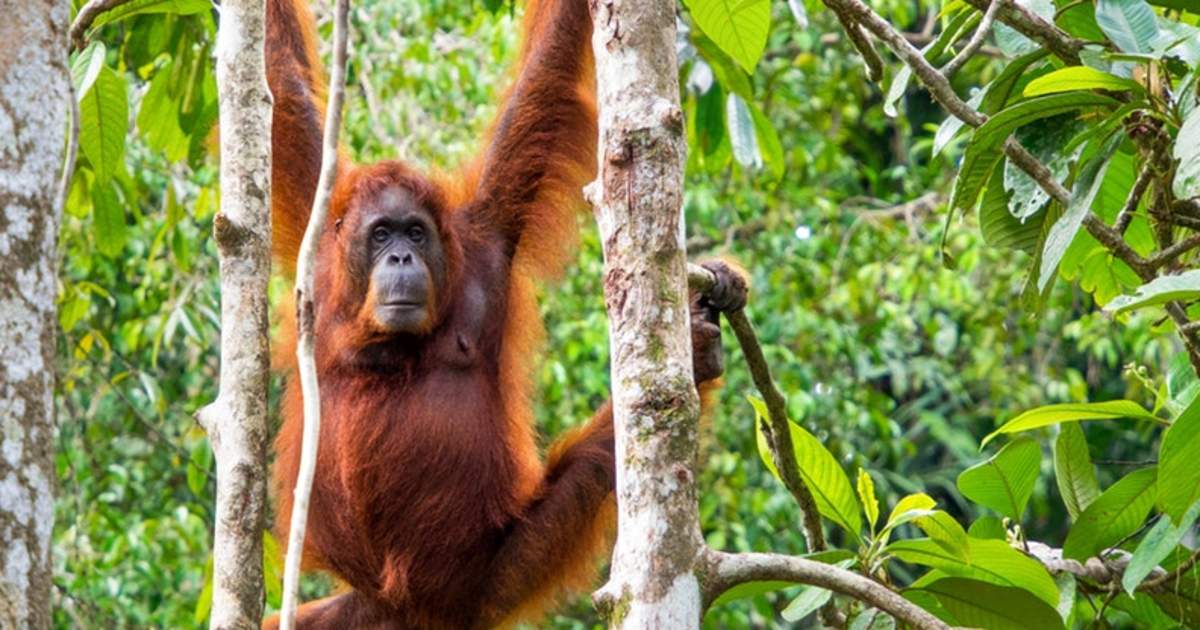 Sarawak Semenggoh Wildlife Centre Trip from Kuching - Klook