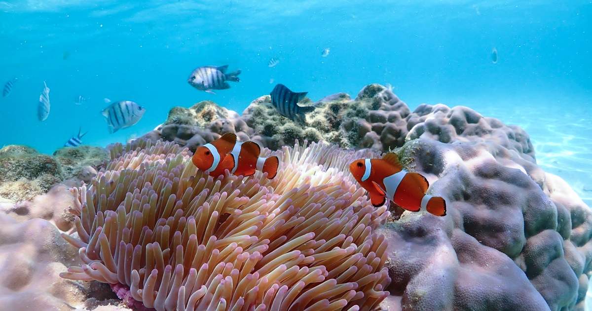 Finding Nemo Private Speedboat tour Private Day Tour - Klook Australia