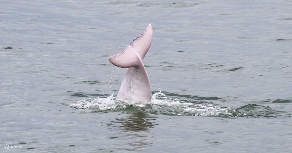Pink Dolphin Sighting Tour - Klook