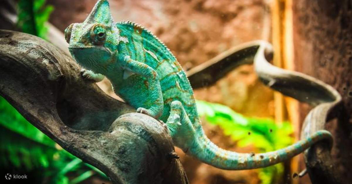 Monster Aquarium Pattaya - Up close experience with exotic species - Klook