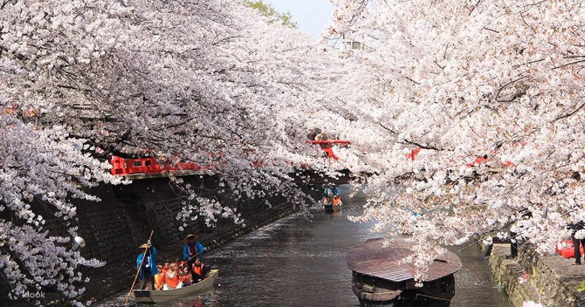 Amazing Sakura 1 Day Tour with Charter Train and Boat from Nagoya ...