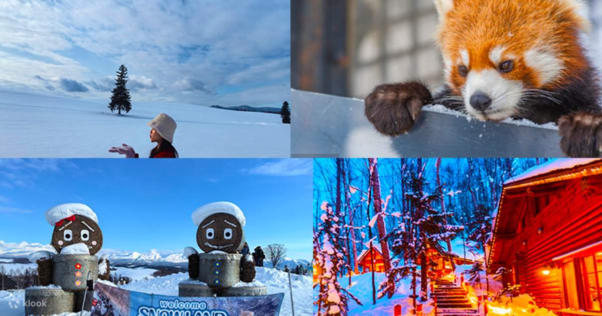 One-day tour to Asahiyama Zoo, Shikisai-no-Oka, Internet celebrity tree ...