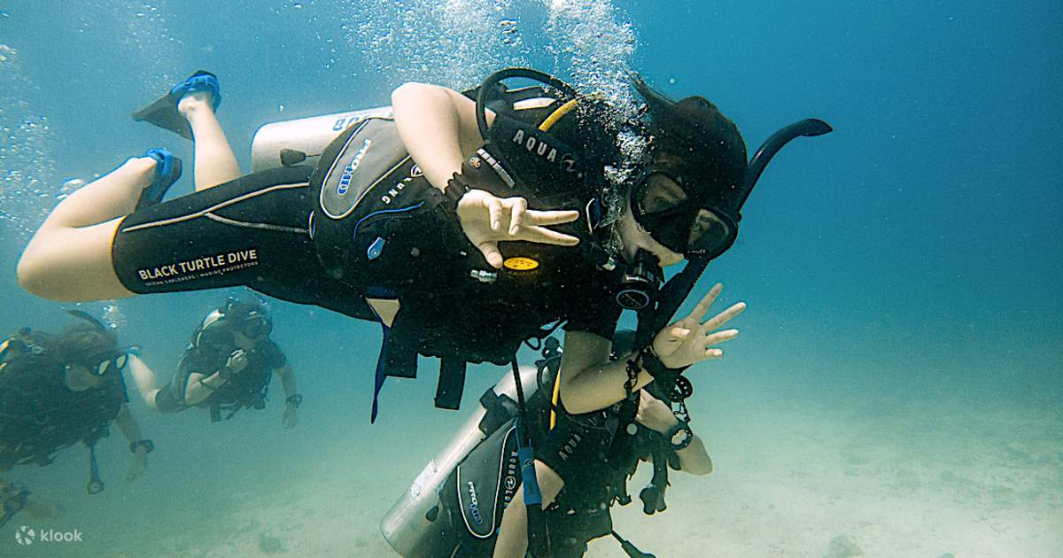 Experience an Unforgettable Morning Dive Trip in Koh Tao with PADI 5 ...