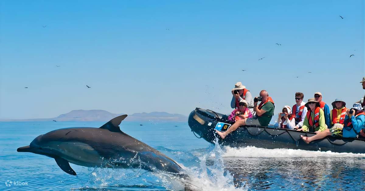 Sinquerim Jetty: Dolphin Spotting Trip - Klook